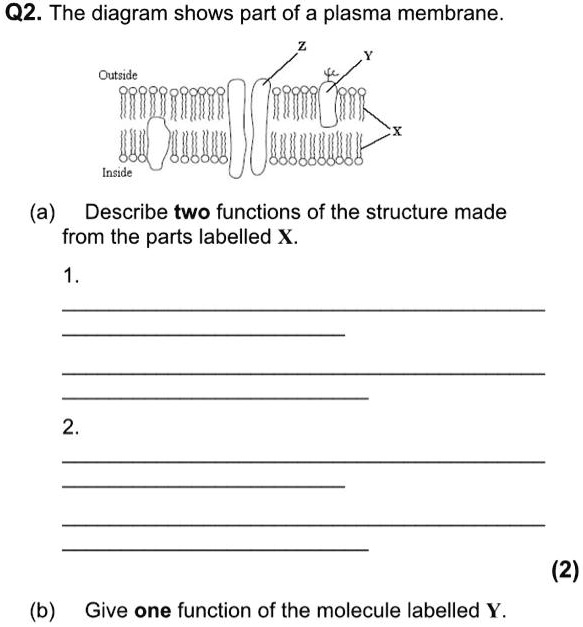 [GET ANSWER] Q2. The diagram shows part of a plasma membrane. Outside Z ...