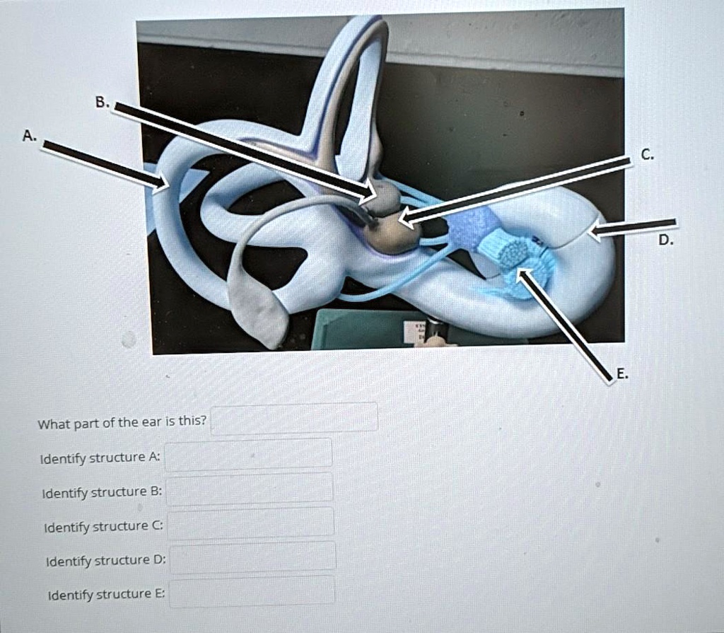 SOLVED: A B D. What part of the ear is this? Identify structure A ... SOLVED: A B D. What part of the ear is this? Identify structure A ...