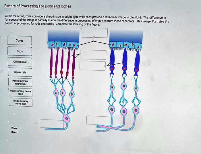 Pattern of Processing For Rods and Cones The sharpness of the image is ...