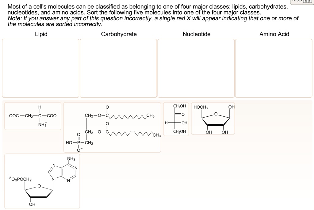 SOLVED: Most of a cell's molecules can be classified as belonging to ...