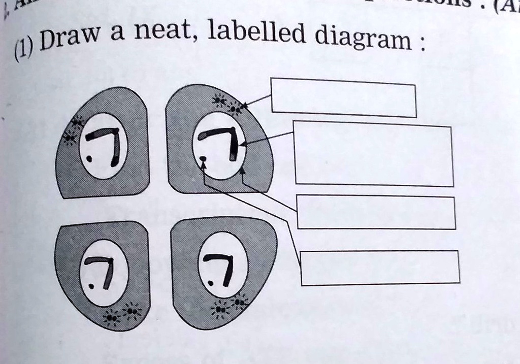SOLVED: 'labell the diagram please........ OtT Va Draw a neat; labelled ...