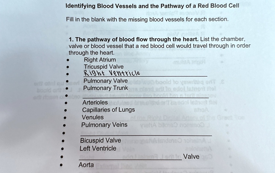 identifying blood vessels and the pathway of a red blood cell fill in ...