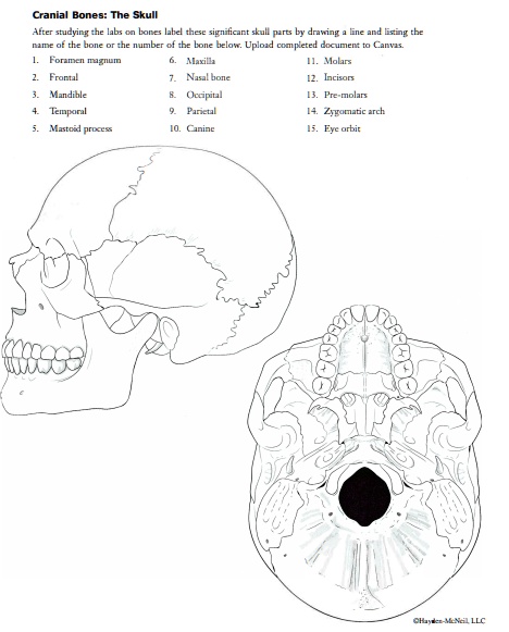 Cranial Bones: The Skull After studying the labs on bones label these ...