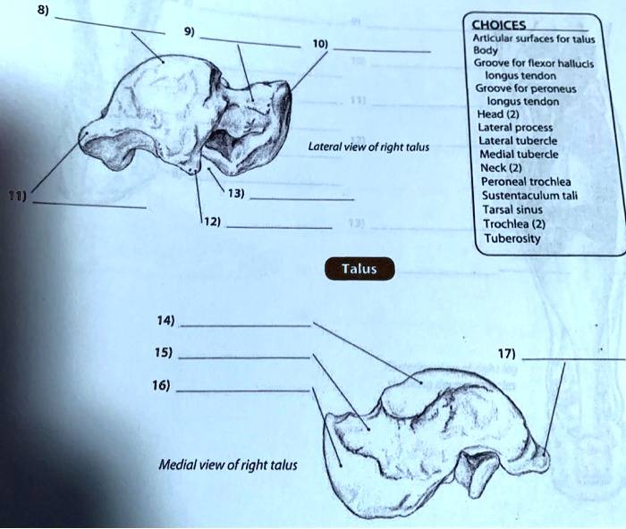 Solved Talus Sustentaculum Tali Subkalar Calcaneus From K