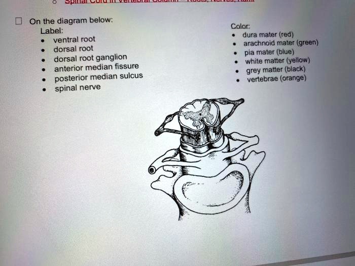SOLVED: On the diagram below, label: ventral root, dorsal root, dorsal ...