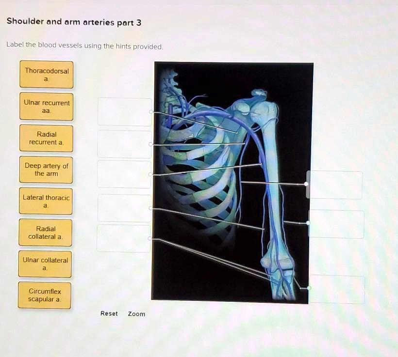 Shoulder and arm arteries part 3 Label the blood vessels using the hints provided. Thoracodorsal ...