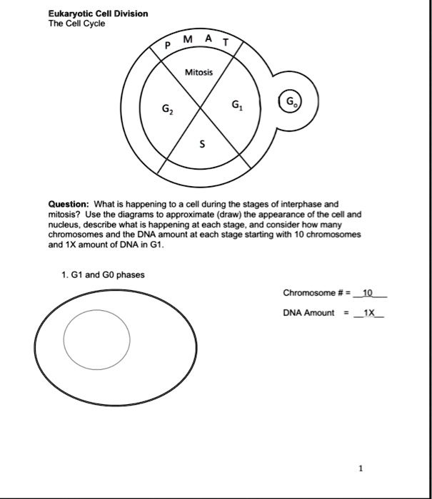 Eukaryotic Cell Division The Cell Cycle [Diagram with labels PMAT ...