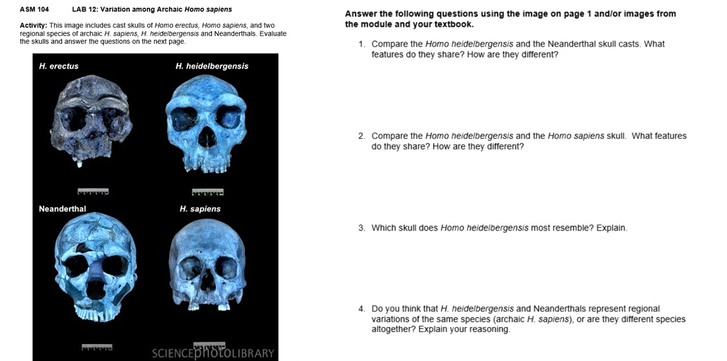 SOLVED: ASM 104 LAB 12; Variaton among Archaic Komo sapiens Answer the following questions using ...