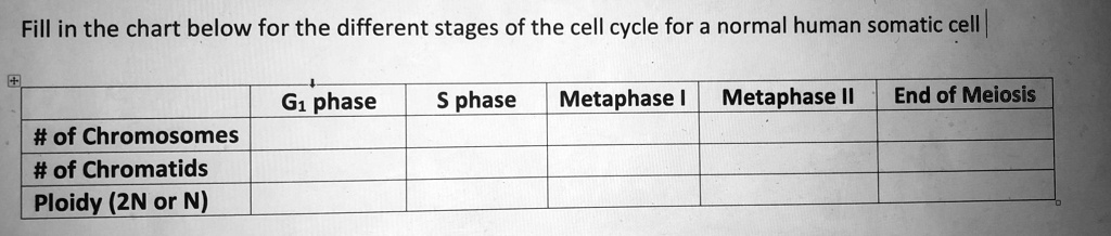 Fill in the chart below for the different stages of the cell cycle for ...