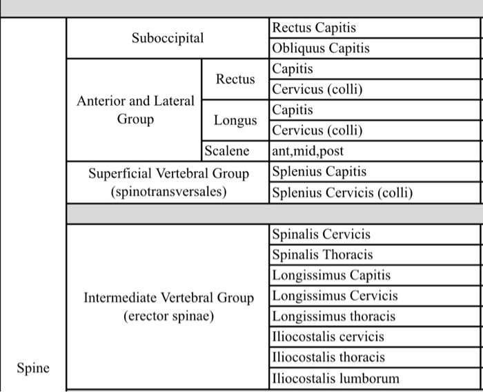 Spine Rectus Capitis Suboccipital Obliquus Capitis Capitis Rectus ...