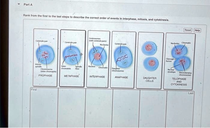 rank from the first to the last steps to describe the correct order of events in interphase ...