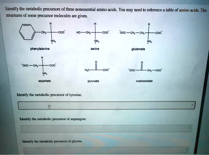 SOLVED: Identify the metabolic precursors of three nonessential amino ...