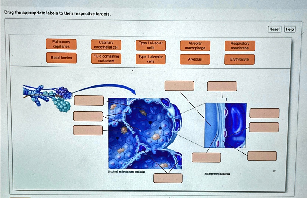 Pulmonary capillaries Capillary endothelial cell Type I alveolar cells ...