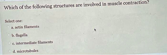 SOLVED: Which of the following structures are involved in muscle ...