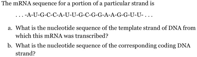 SOLVED: The mRNA sequence for a portion of a particular strand is -A-U ...