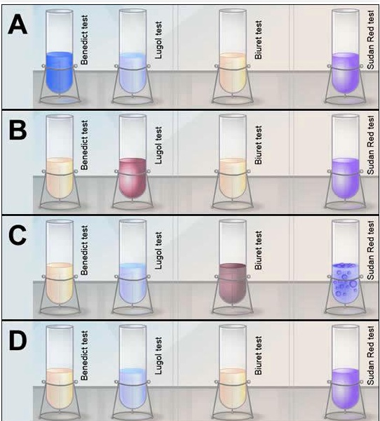 SOLVED: Texts: Red test Sudan A Benedict test Biuret test Lugol test 1 ...