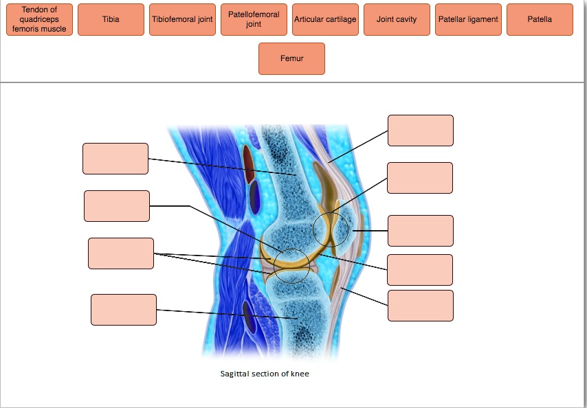 Tendon of quadriceps femoris muscle Tibia Tibiofemoral joint ...