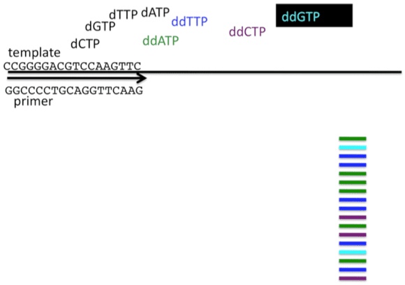 dITP dATP ddTTP ddGTP dGTP ddATP ddCTP dCTP template CCGGGGGACCGTCCAAAGTTTC GGGGCCCTGCCAGGTTCAAG ...