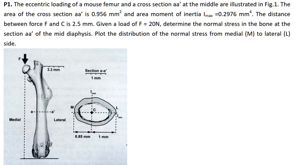 VIDEO solution: The eccentric loading of a mouse femur and a cross ...