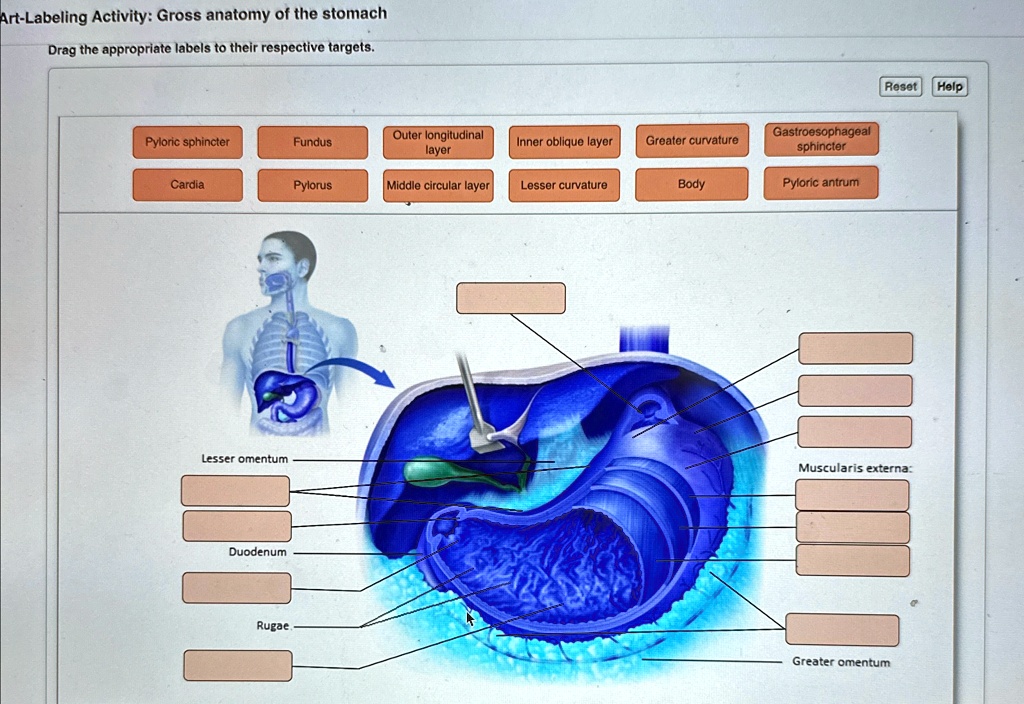 Art-Labeling Activity: Gross anatomy of the stomach Drag the ...