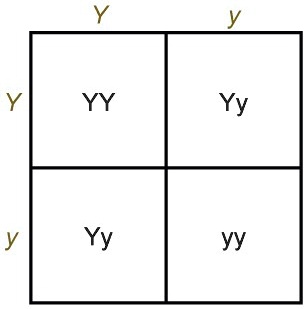 SOLVED: ' The Punnett square shows the possible genotype combinations ...