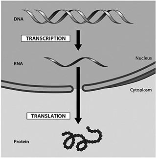 The accompanying figure shows the flow of genetic information in a ...