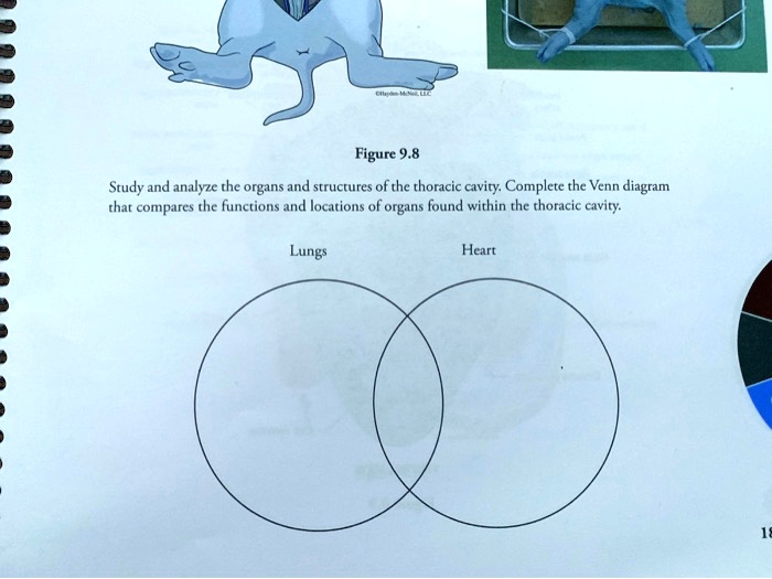 Figure 9.8 Study and analyze the organs and structures of the thoracic ...