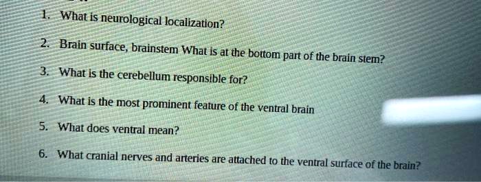 SOLVED: 1. What is neurological localization? 2. Brain surface ...