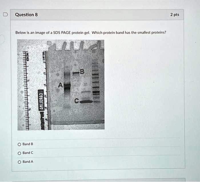VIDEO solution: Below is an image of an SDS-PAGE protein gel. Which ...