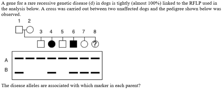 SOLVED:A gene for a rare recessive genetic disease in dogs is tightly ...