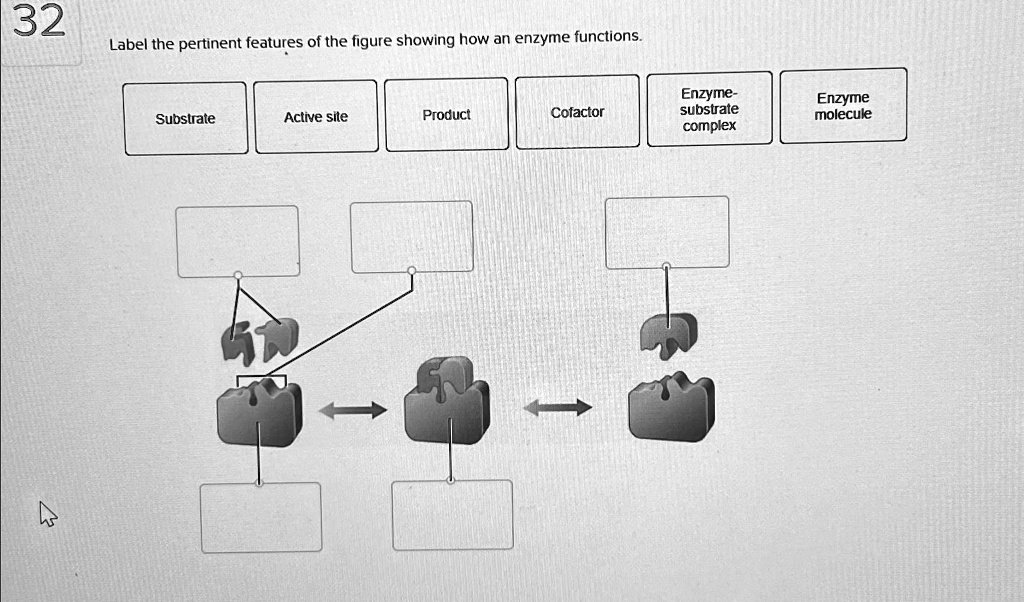 32 Label the pertinent features of the figure showing how an enzyme functions. Substrate Active ...