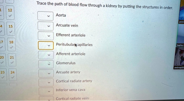 SOLVED: Trace the path of blood flow through a kidney by putting the ...