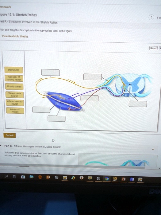 SOLVED: Figure 13.1: Stretch Reflex - Structures Involved in the Stretch Reflex 50 Click and ...