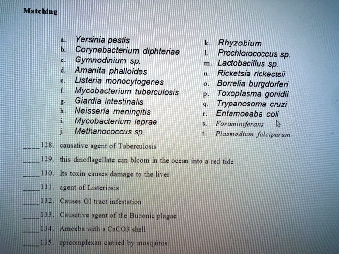 matching yersinia pestis rhyzobium corynebacterium diphteriae ...