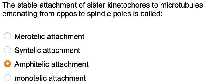 SOLVED: The stable attachment of sister kinetochores to microtubules ...