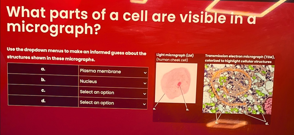 What parts of a cell are visible in a micrograph? Use the dropdown ...