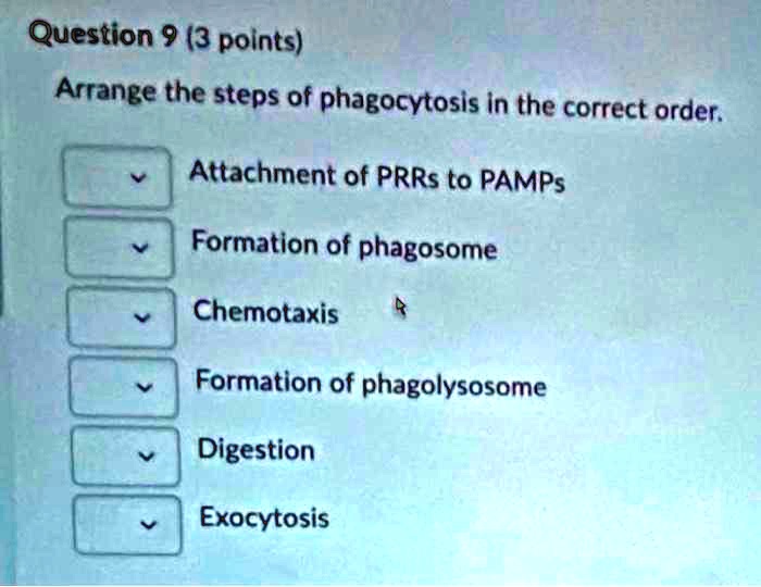 question 9 3 points arrange the steps of phagocytosis in the correct ...