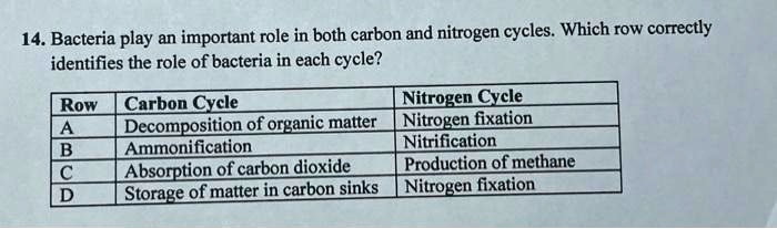SOLVED: 14. Bacteria play an important role in both the carbon and ...