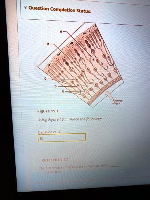 question completion status pathway of light figure 151 using figure 151match the following ...