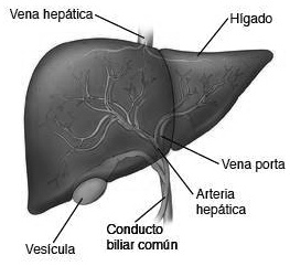 SOLVED: Quien me explica está imagen Vena hepática- Hlgado Vena porta ...