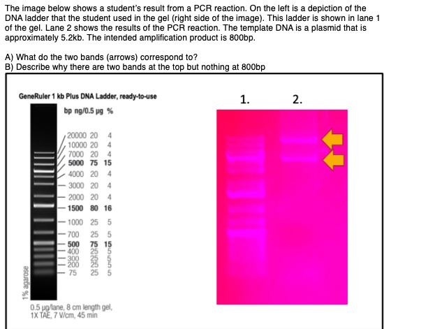 SOLVED: The image below shows student's result from PCR reaction. On ...
