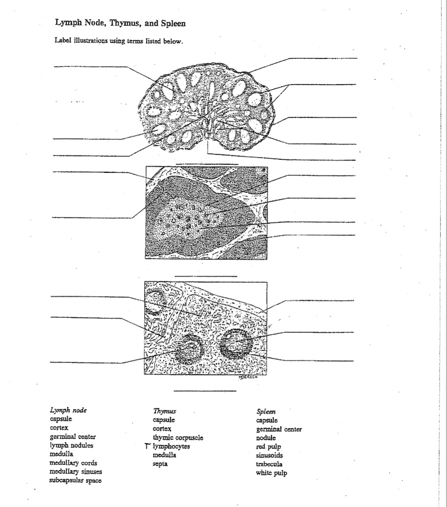 SOLVED: Lymph Node, Thymus, and Spleen Label illustrations using terms listed below. Lymph node ...
