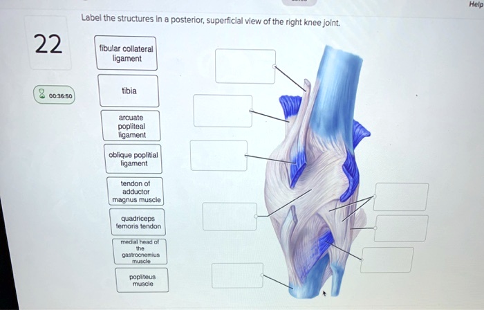 22 Label the structures in a posterior, superficial view of the right ...