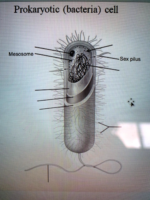 Prokaryotic Bacteria Cell Mesosome Sex Pilus 77027