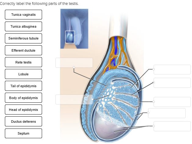 SOLVED: Correctly label the following parts of the testis: - Tunica ... SOLVED: Correctly label the following parts of the testis: - Tunica ...