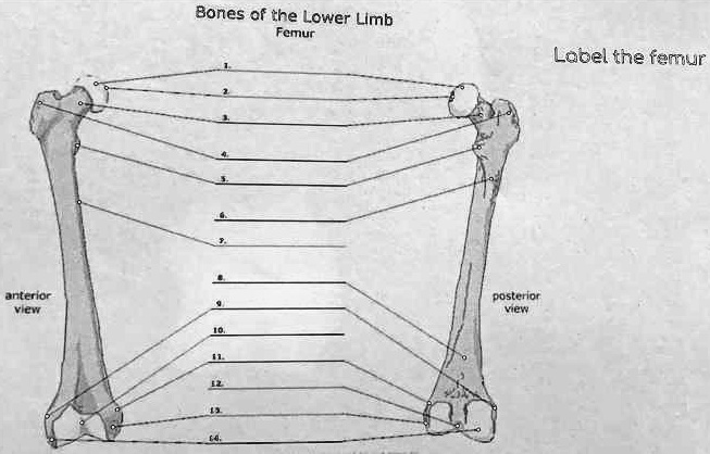 SOLVED: Label the femur. Thank you in advance! Bones of the Lower Limb ...