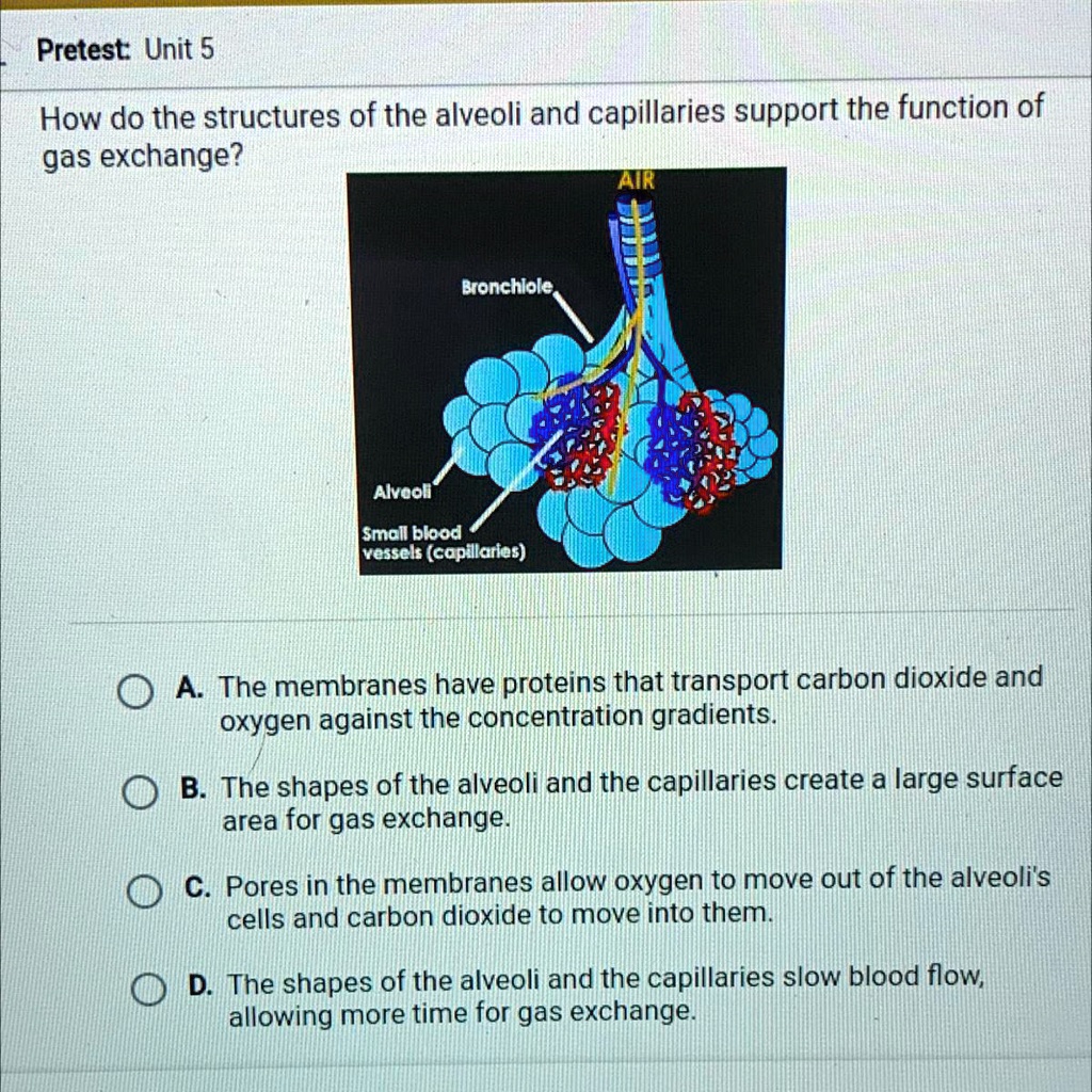 SOLVED: How do the structures of the alveoli and capillaries support ...