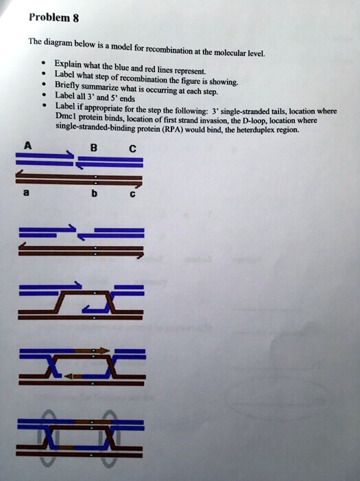SOLVED: The diagram below is a model for recombination at the molecular ...