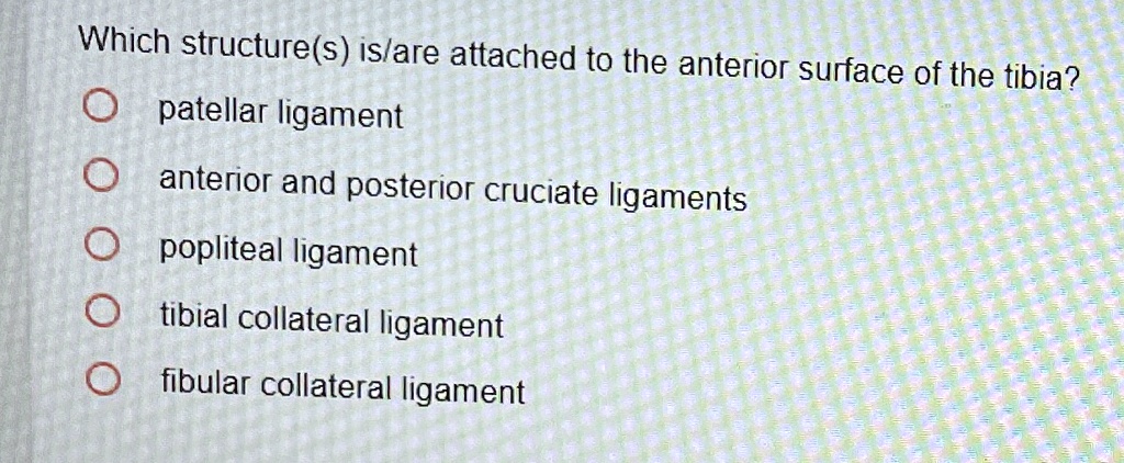 Which structure(s) is/are attached to the anterior surface of the tibia ...
