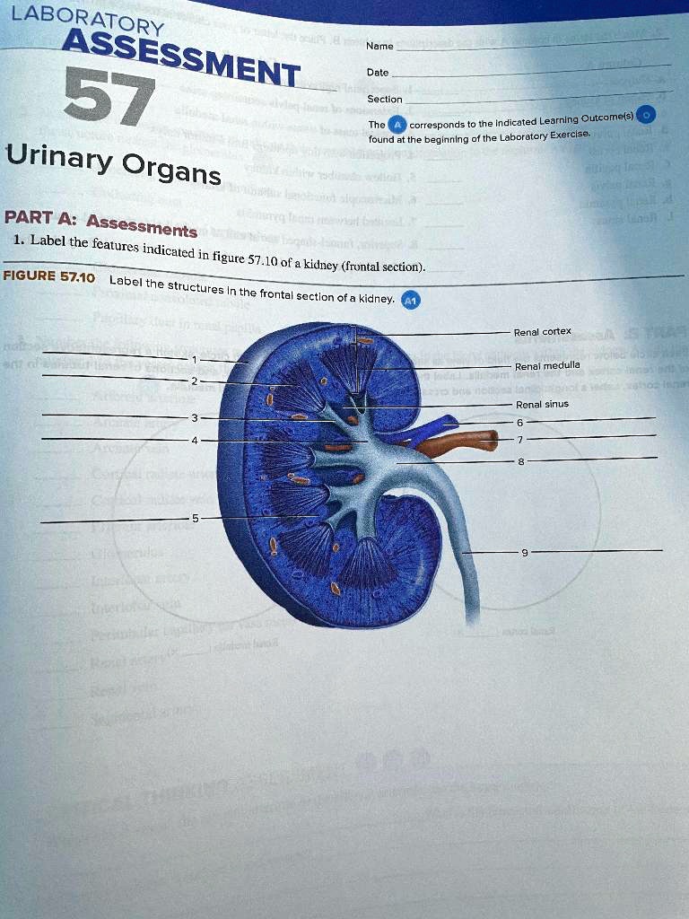 name laboratory assessment date 57 seclion tnc corresponds indicated ...